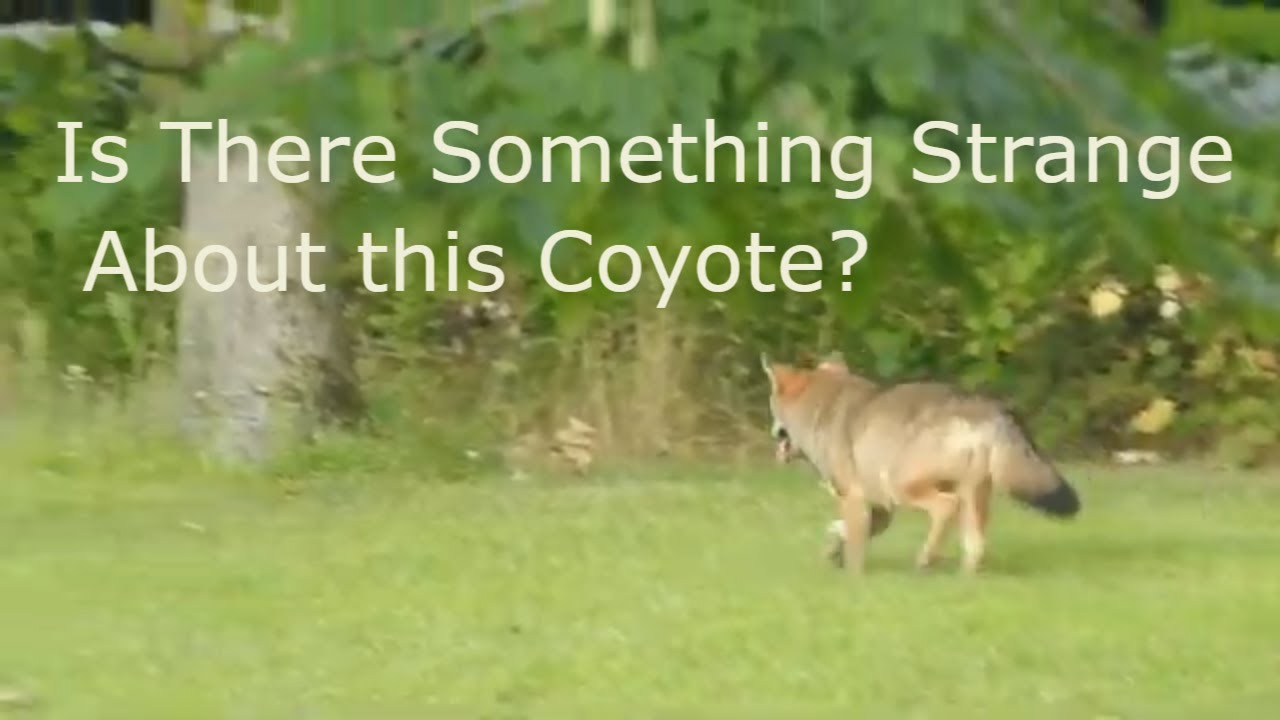 Second Coyote This Week: there was something strange about this one ...