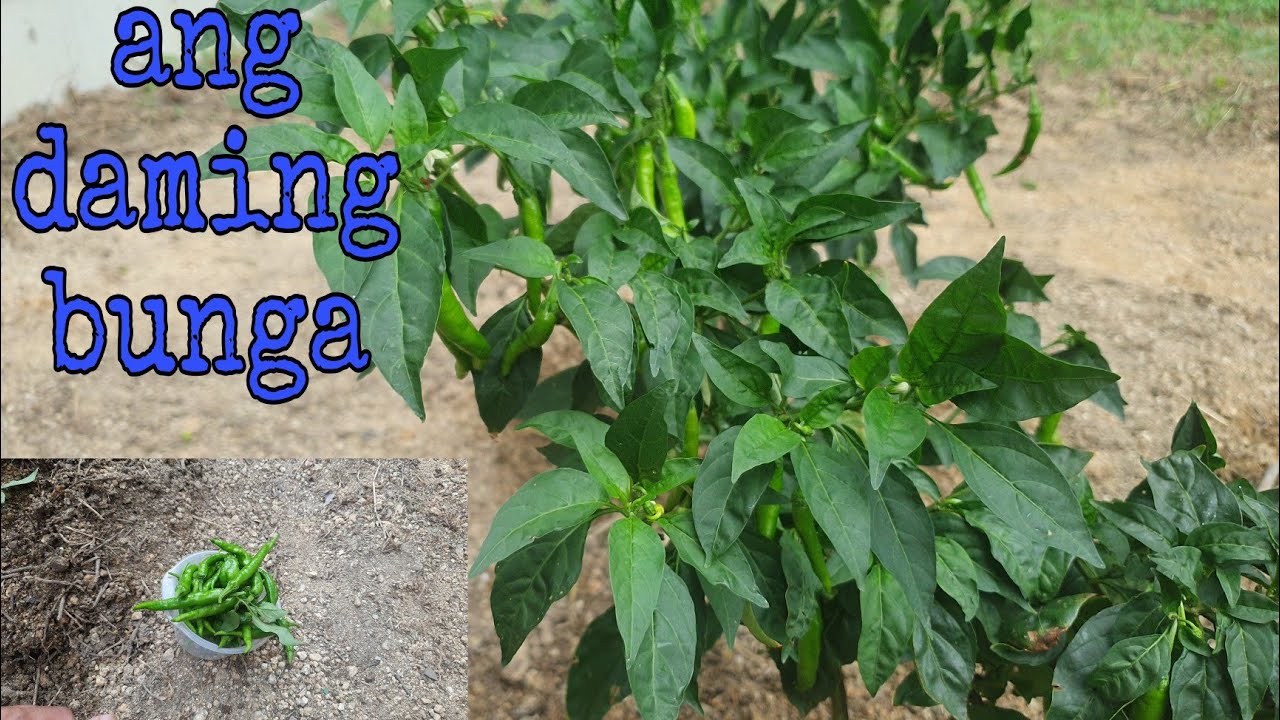 EP49-Harvest ng sili dahil masama ang panahon ang daming bunga - YouTube