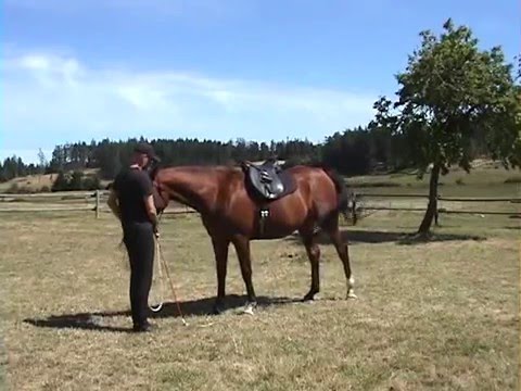 Parelli Natural Horsemanship Level 1, part 2 - YouTube