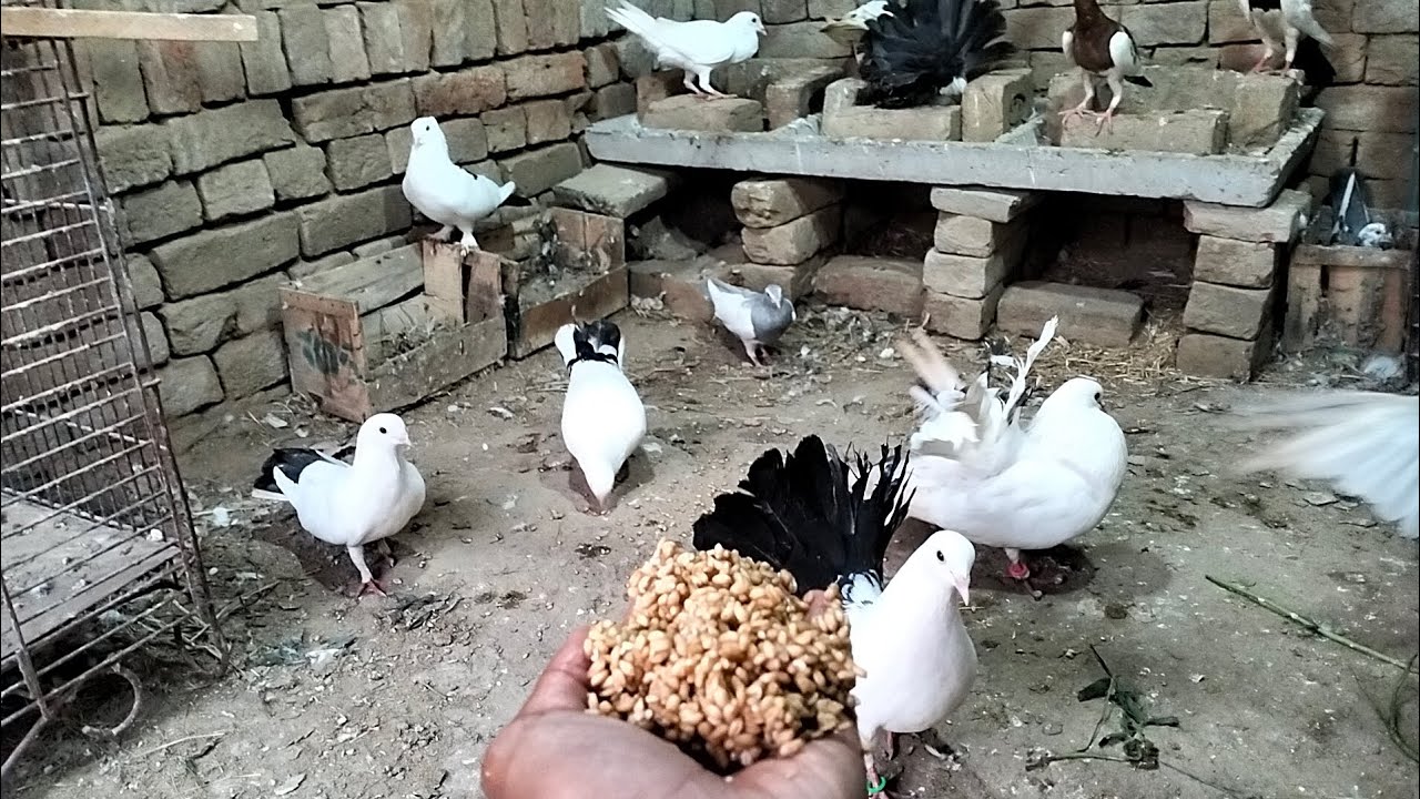 Fancy Kaboter Magpie Danish Breeder Asreal sentenent saraze fighter ...