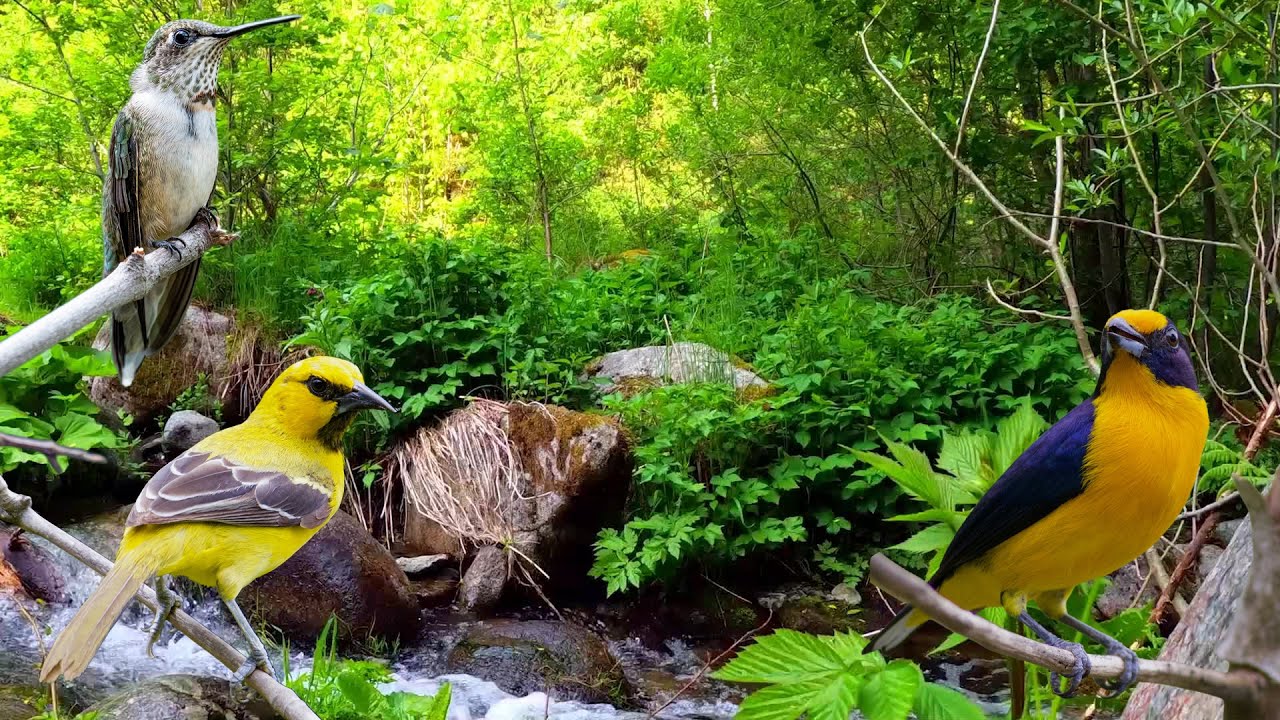 Best Sounds of Nature In The Mountains || Birds Chirping || Beautiful ...