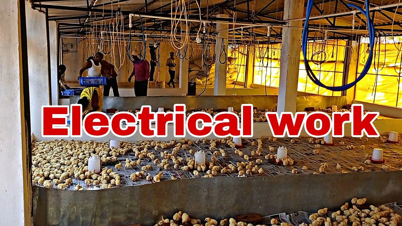 Poultry farm electrical work | Broiler Farm Electrical work #electri # ...
