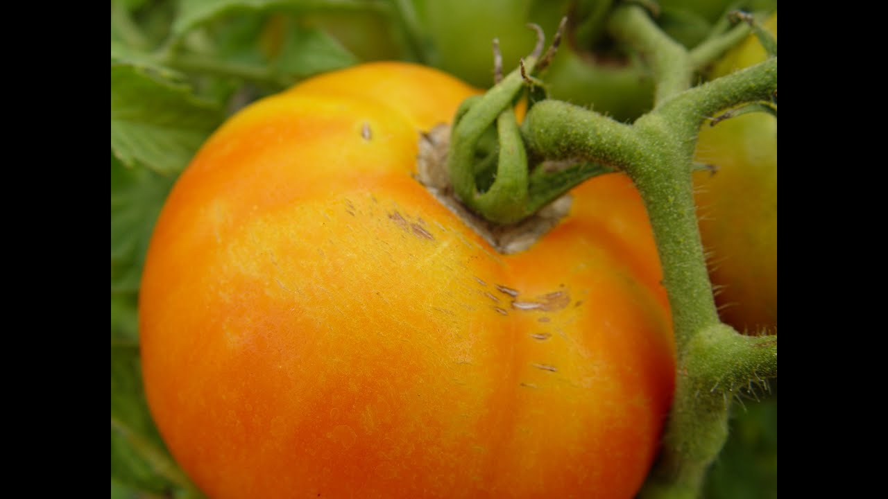 Electric Tomato Update 1 - YouTube