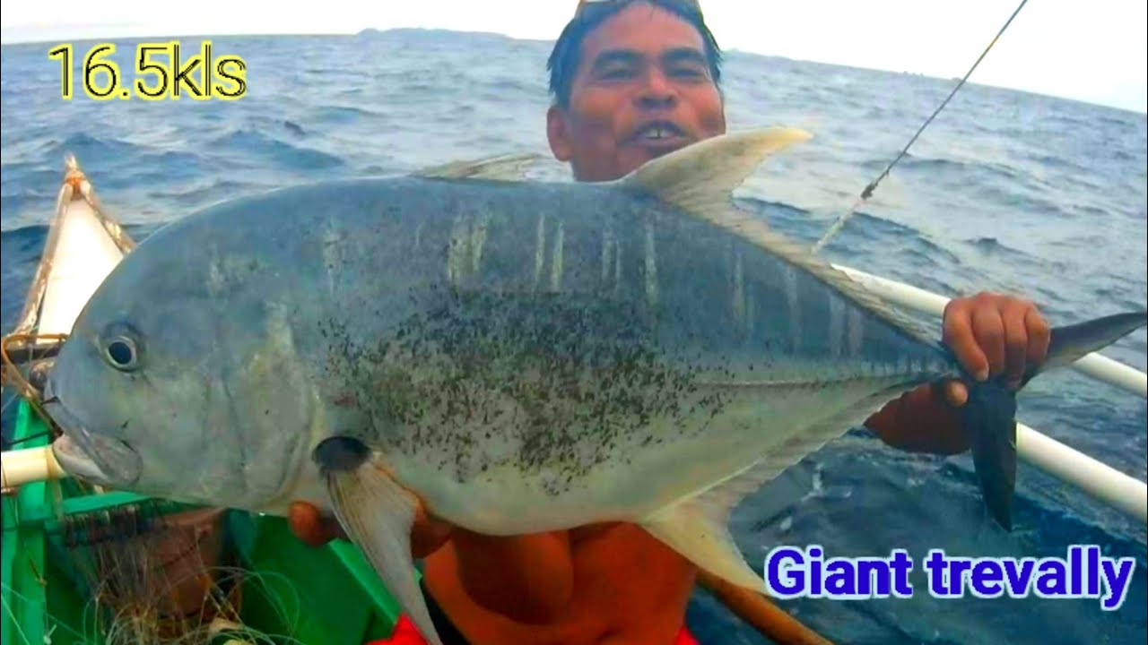 Giant trevally o mamsa ang laki nito nahuli sa longline fishing! - YouTube