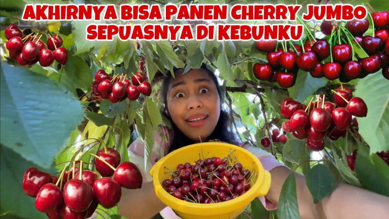BARU KALI INI PANEN CHERRY SEJUMBO INI DI KEBUN SENDIRI - YouTube