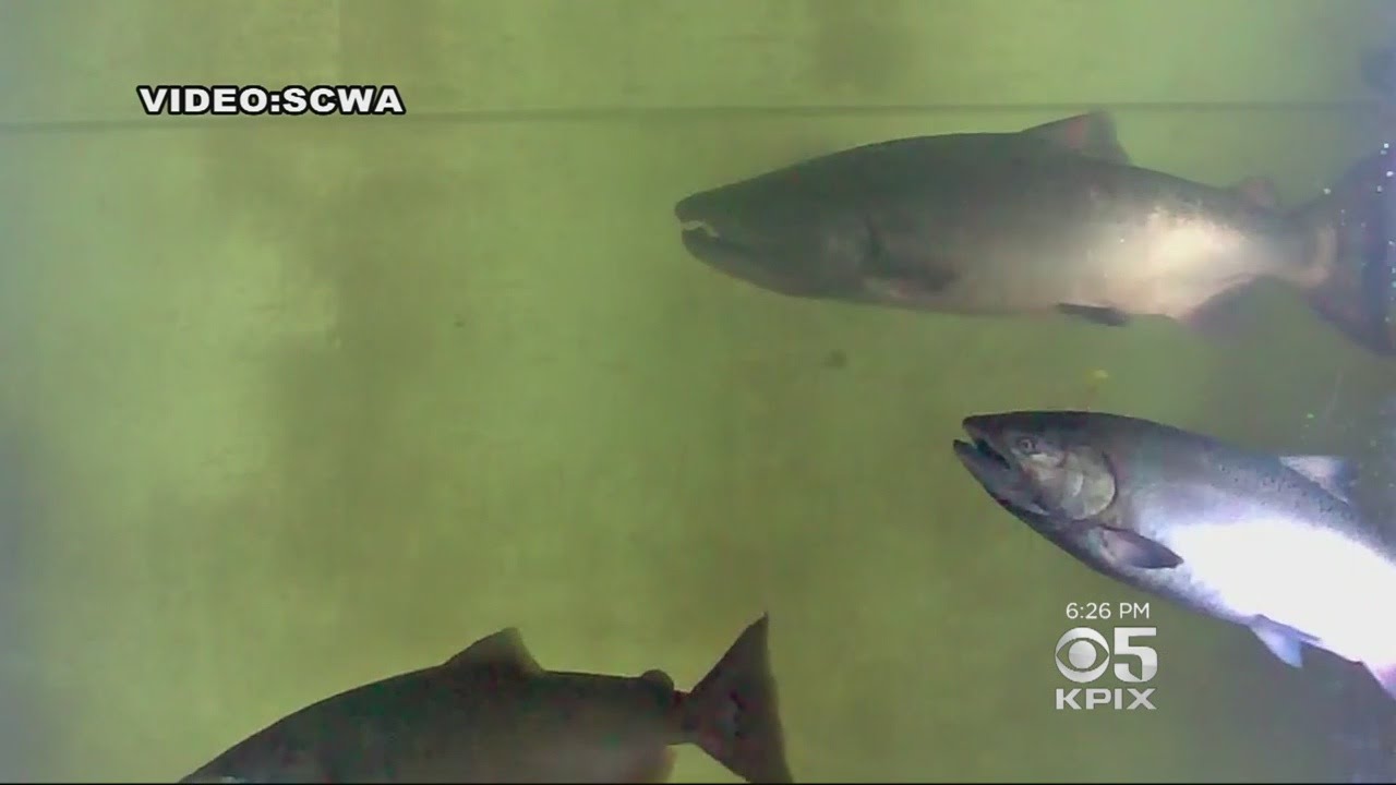 Russian River Salmon On The Move - YouTube