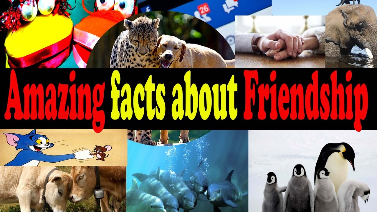 Amazing Facts About Friendship - YouTube