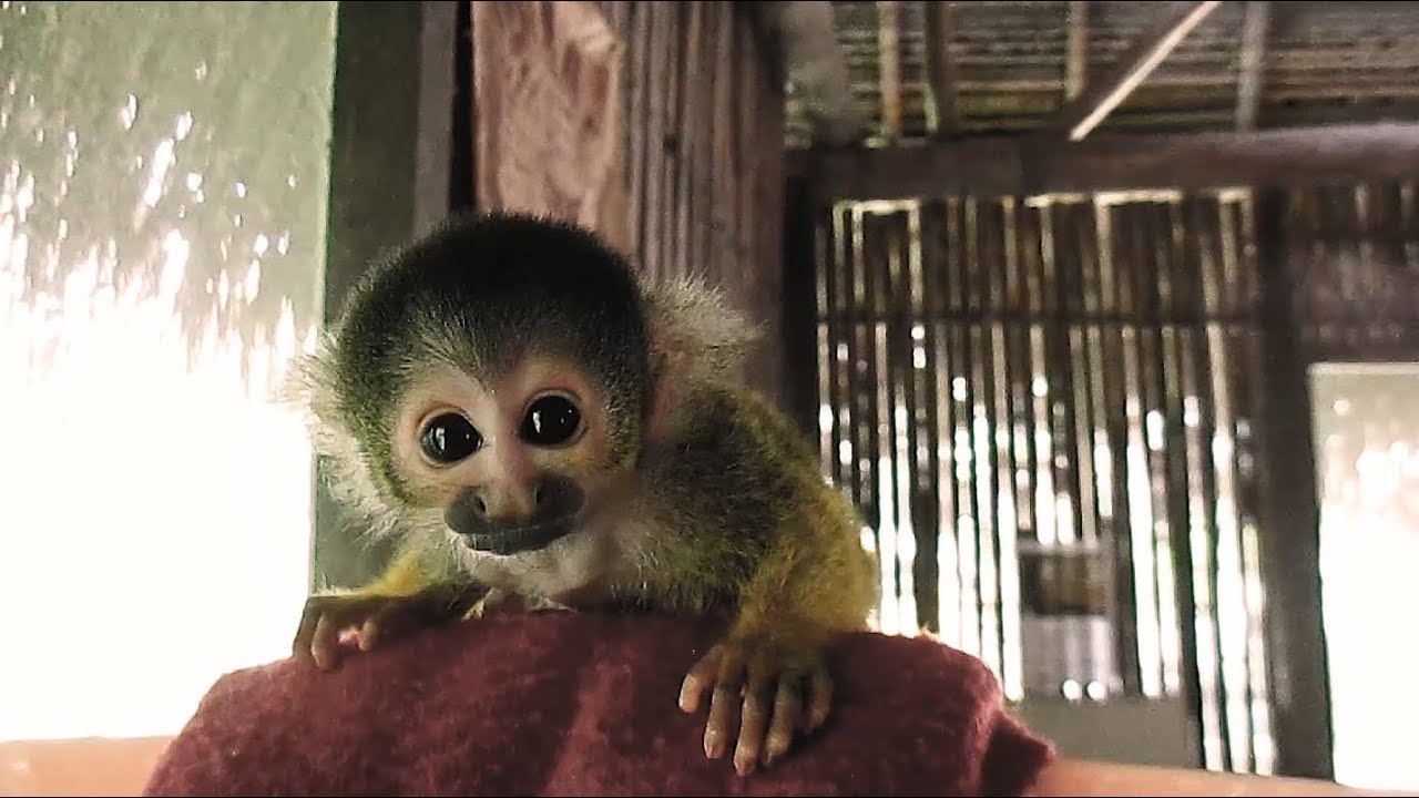 Our first baby squirrel monkey in the wildlife animal shelter - YouTube