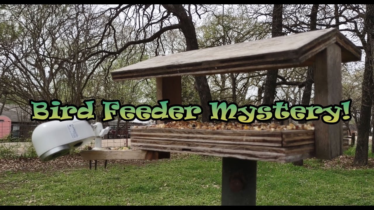 Bird Feeder Mystery - YouTube
