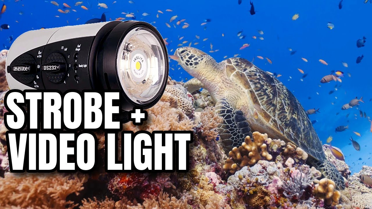 DS232 Strobe + Video Light Hybrid Flash Underwater in the Philippines ...