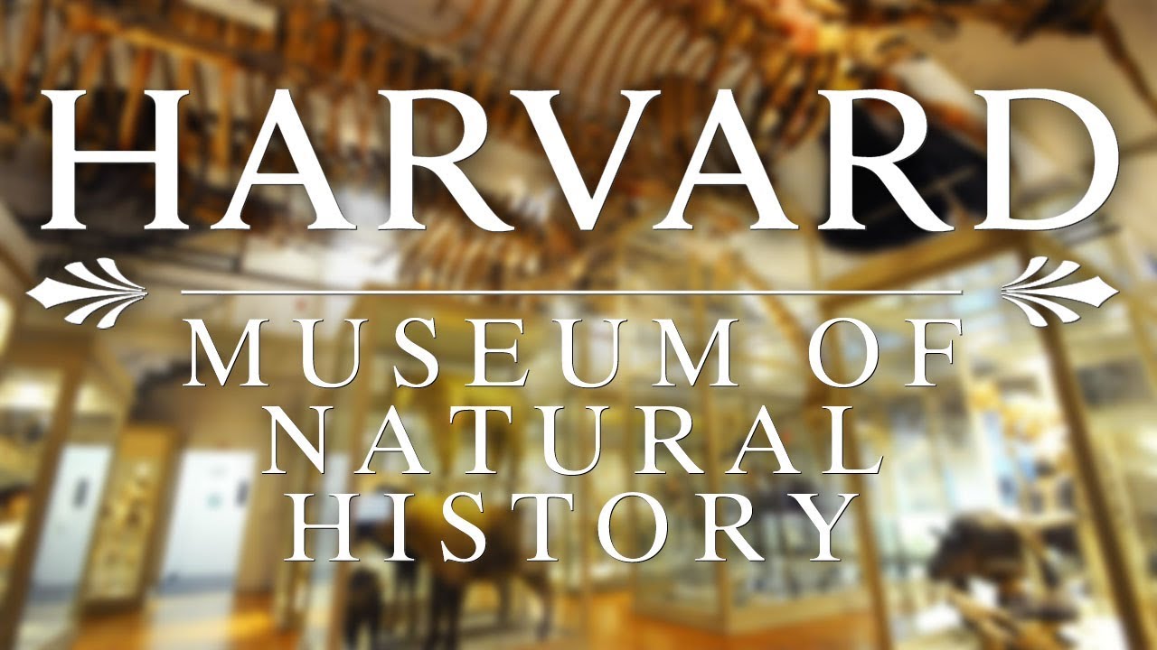 Harvard Museum Of Natural History YouTube harvard-museum-of-natural-history-youtube