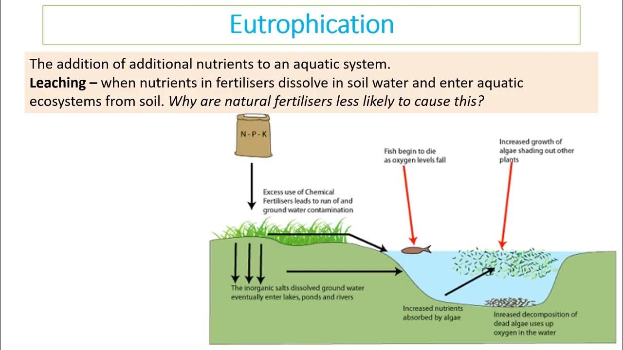 Mr Phillips IB ESS Topic 4.4 Water Pollution Revision Video - YouTube