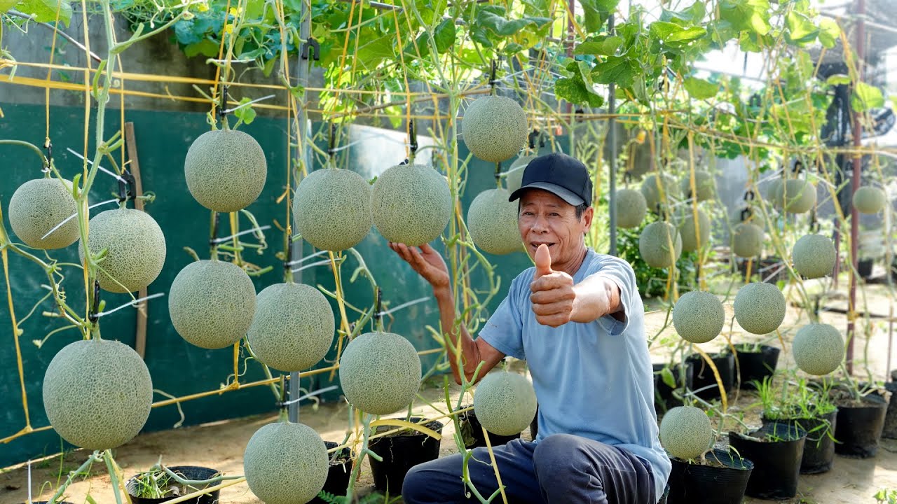 Discover How I Created My Dream Melon Garden Without Spending A Dime! - YouTube