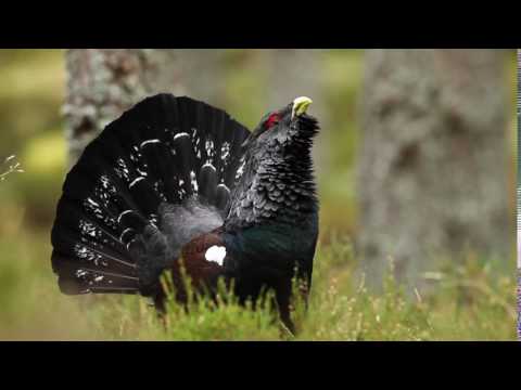 Male capercaillie (Tetrao urogallus) displaying in pine forest, Scotland, Uk