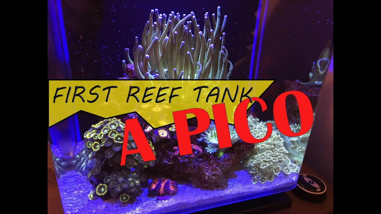Pico Reef 3 gallon Marineland Contour- no skimmer/no clean up crew/no ...