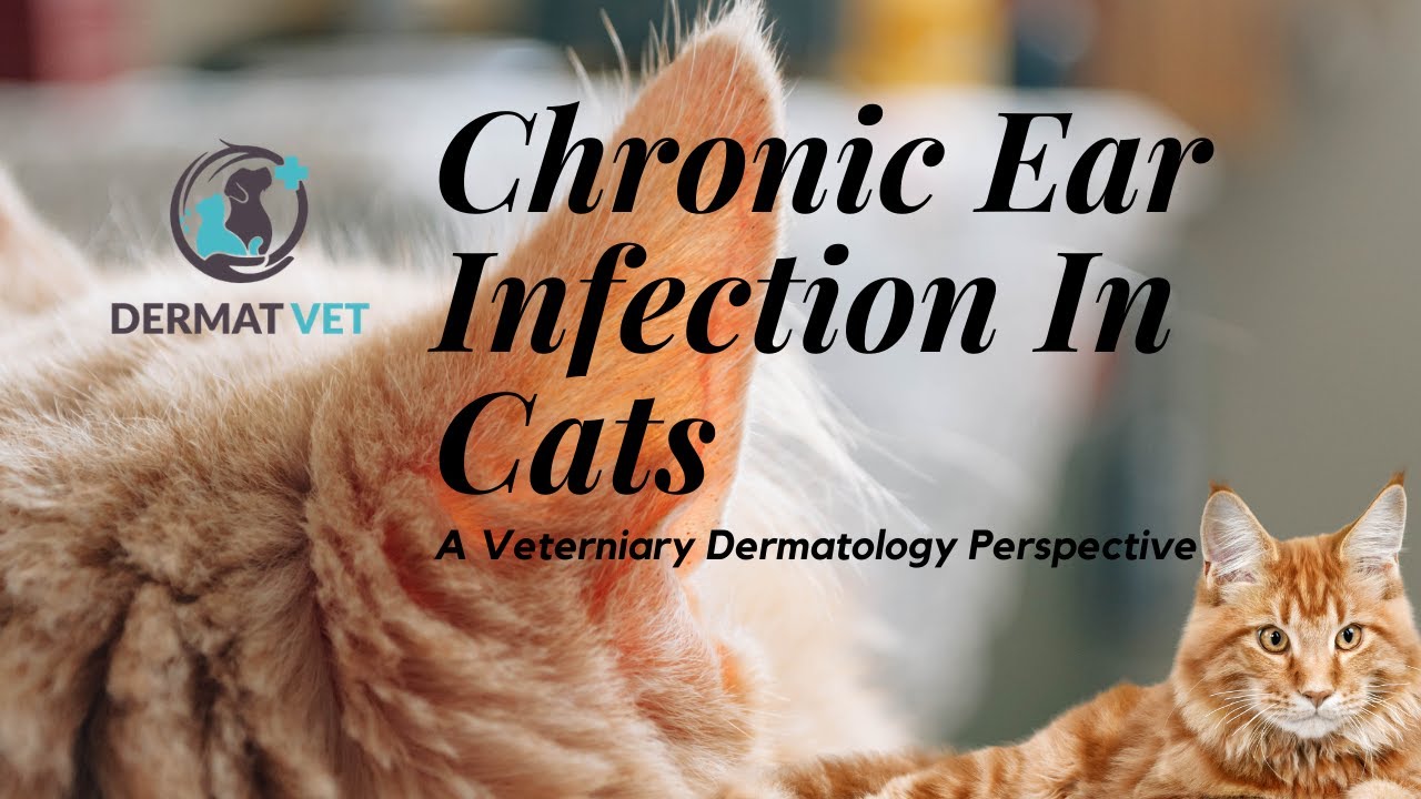 Chronic Ear Infection In Cats - A Veterinary Dermatology Perspective # ...