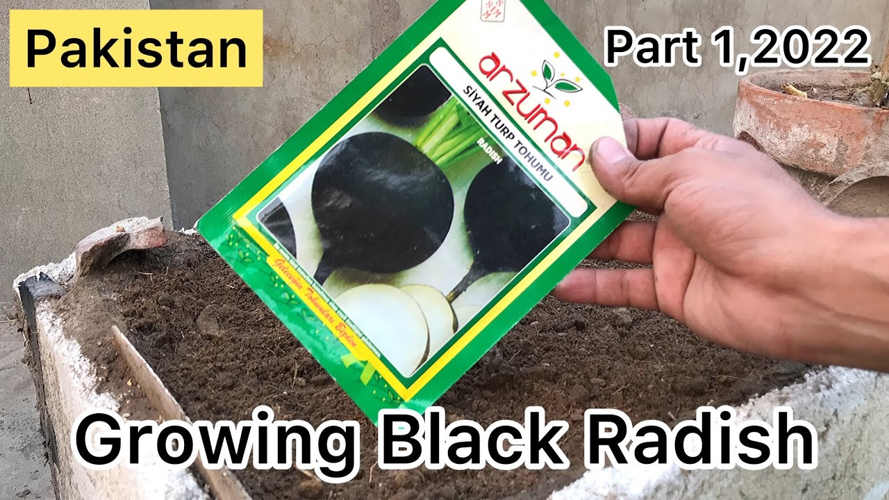 Growing Black Radish | Kali mooli ghar m ugaen kesy? | Black Radish ...