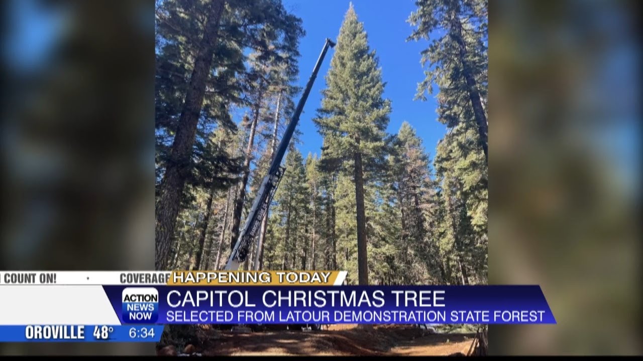 State Capitol Christmas Tree selected from LaTour Demonstration State ...