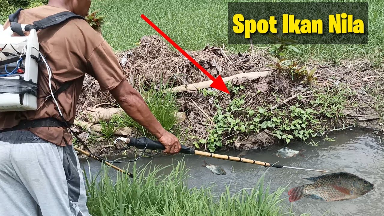 Setrum Ikan Di Saluran Irigasi Sawah | #bocahpetualang - YouTube