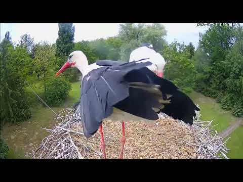 😱Wyrzucenie piskląt i jajek - Najdziwniejsza historia - Bociany Solt, HU -  21 05 2026