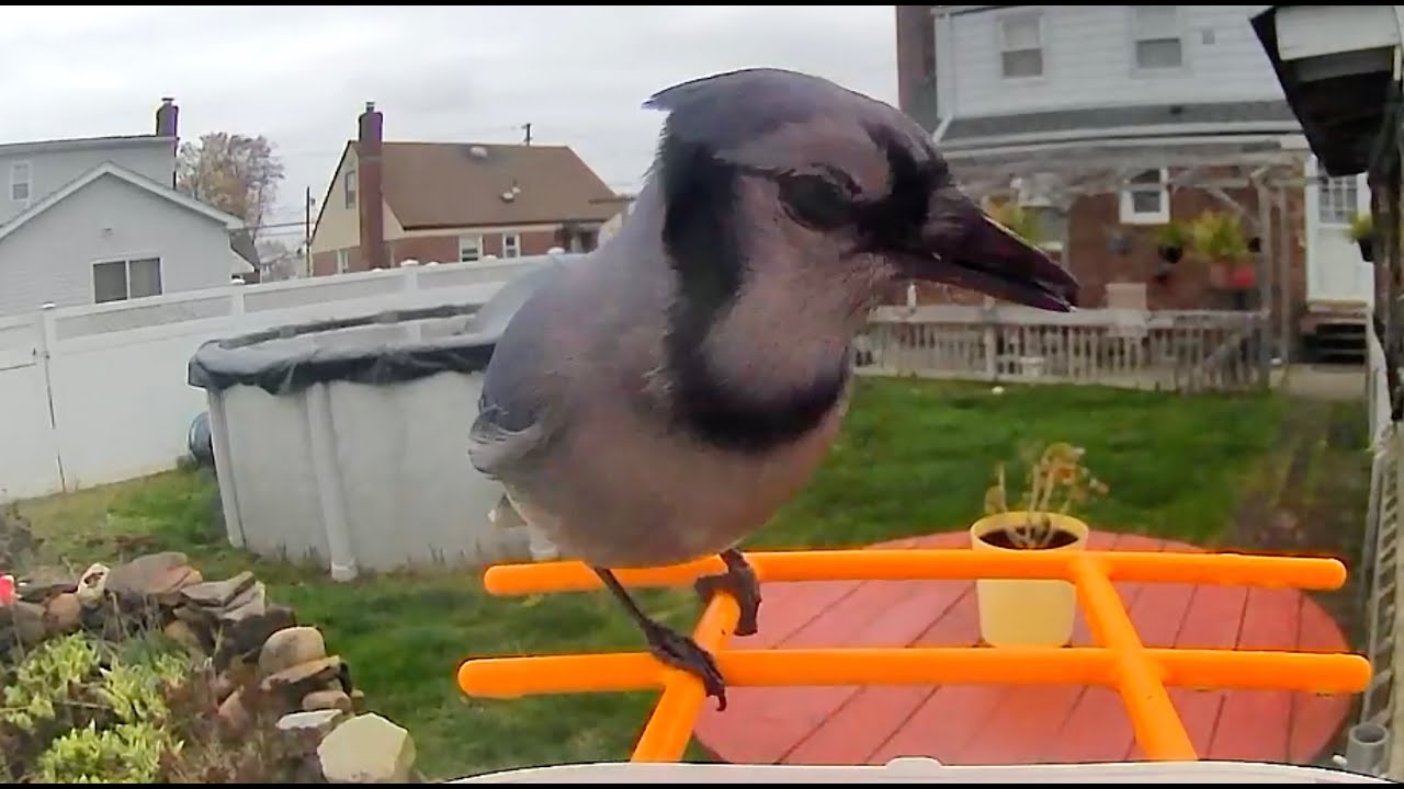 Perfect bird watching experience, SOLIOM, FDH Smart Bird Feeder Camera ...