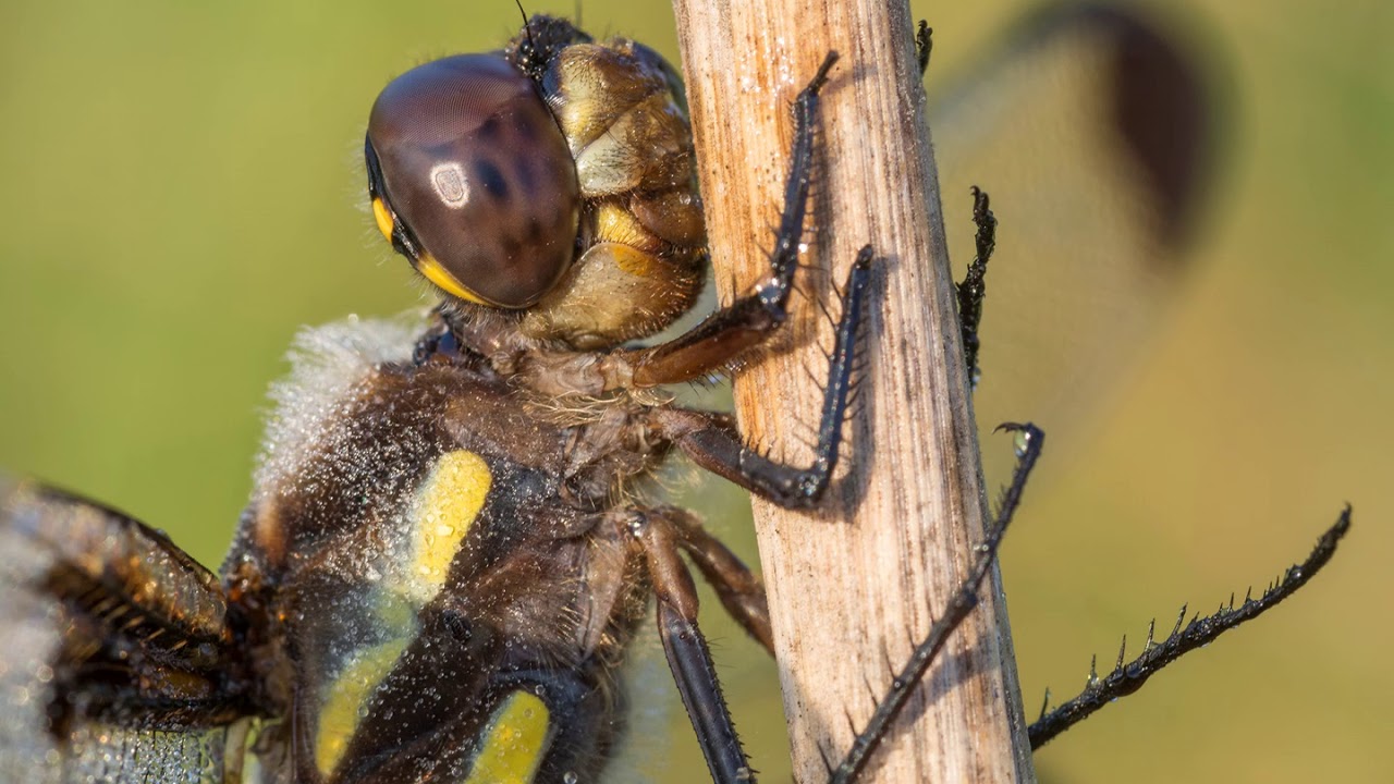 Best Photos from The Prairie Ecologist 2017 - YouTube