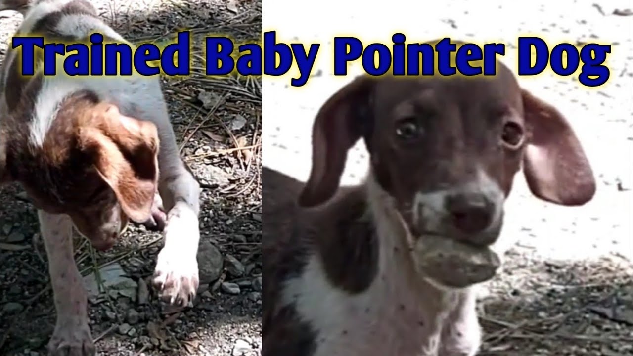 Trained baby pointer dog | pointer dog | - YouTube