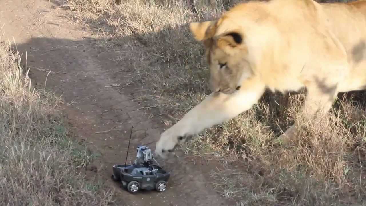 Lion vs GoPro - YouTube
