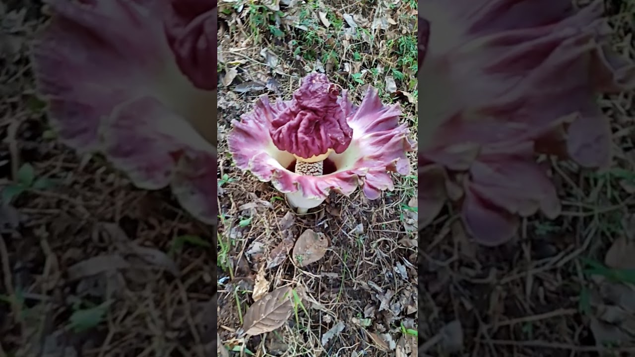 Geger Bunga berbau mayat,raflesia - YouTube