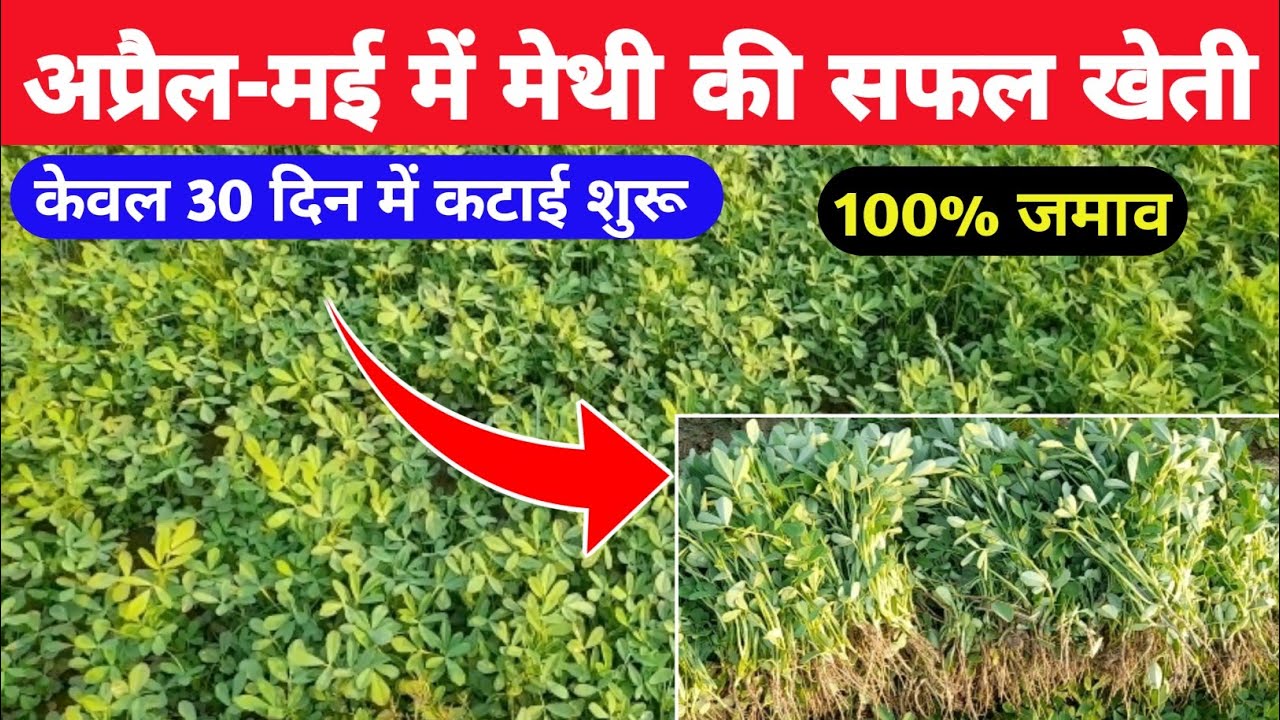 अप्रैल-मई में मेथी की खेती से कमाई 3 लाख ! | methi ki kheti kaise Karen ...