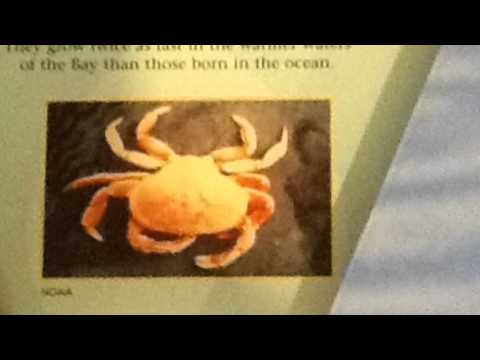 Bay Model Marin Share Project - YouTube