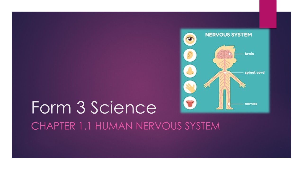 Science Form 3 Chapter 1.1 (Human Nervous System) - YouTube