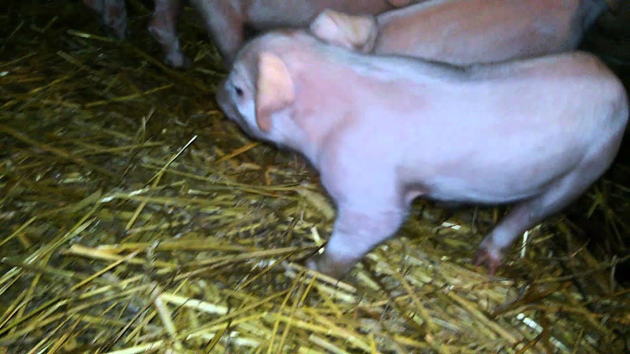 Mali prasići 2_baby pigs (SRB) - YouTube