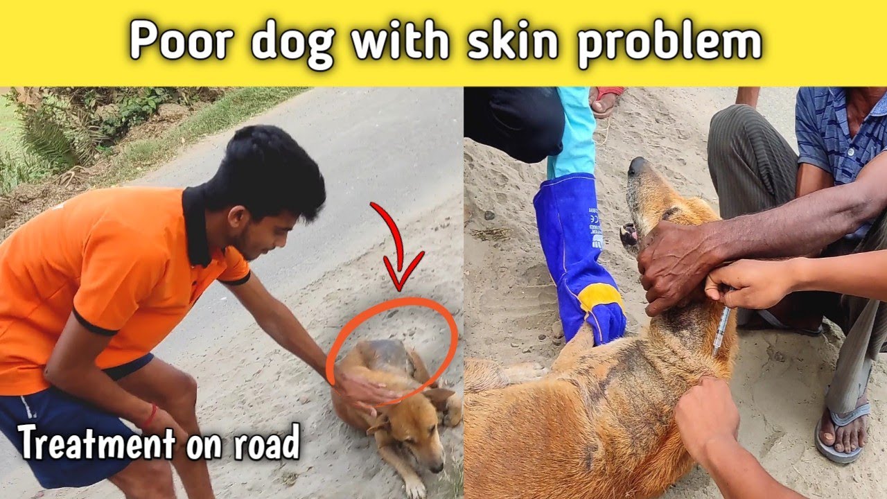 Dermatitis Mange treatment on road | Skin problem in dogs | Do no harm ...