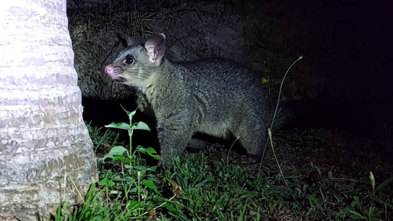 Possum and Cat in the night - YouTube