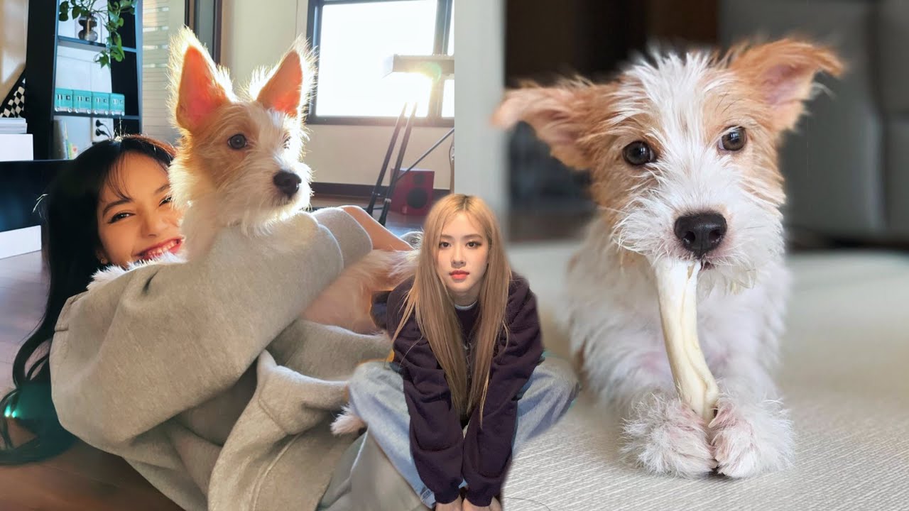 blackpink rosé dog hank cute moments - YouTube