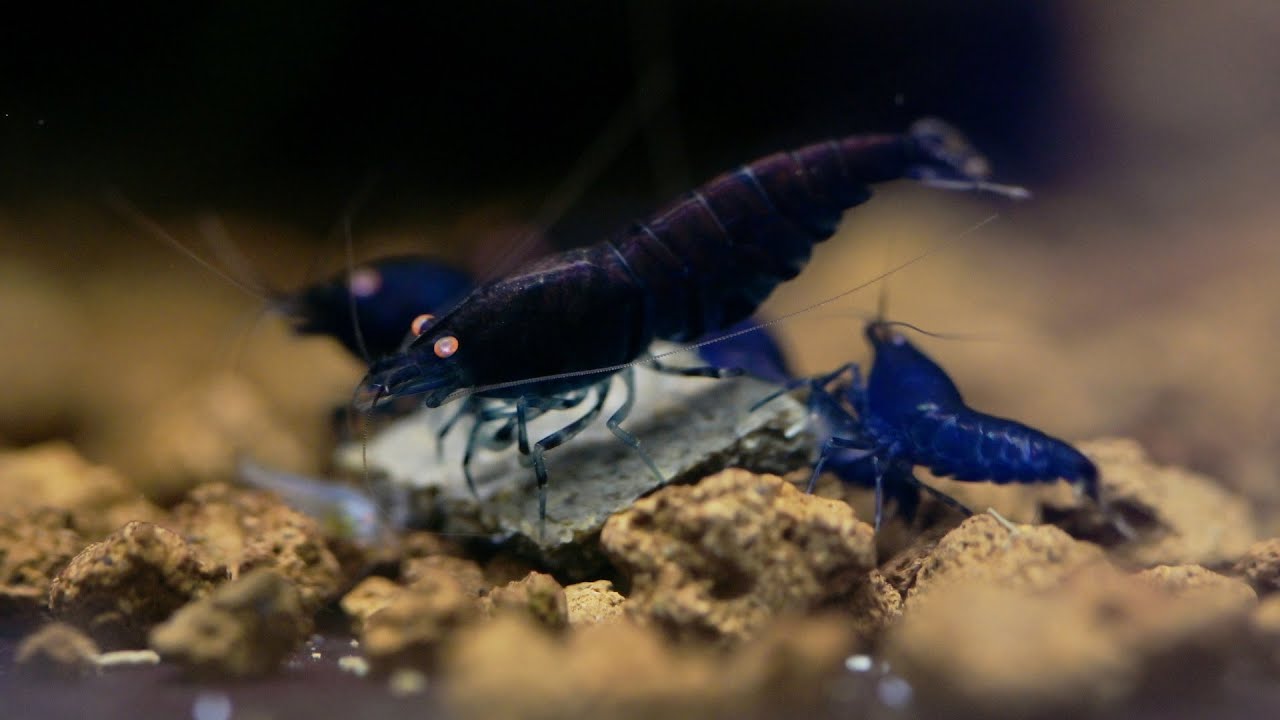 Classic Blue Tiger OE Shrimp - YouTube