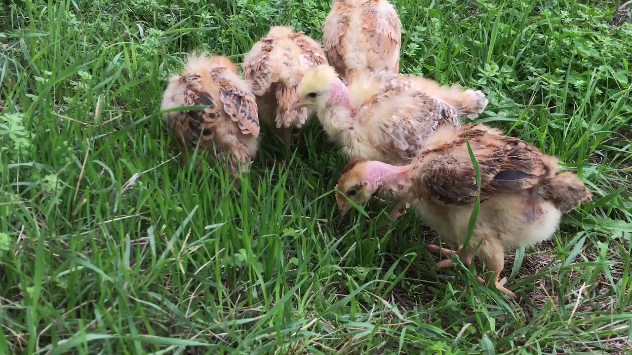 Pulcini di Galline (collonudo) #2 - YouTube