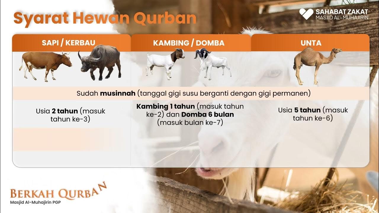 Syarat-Syarat Hewan Qurban - YouTube