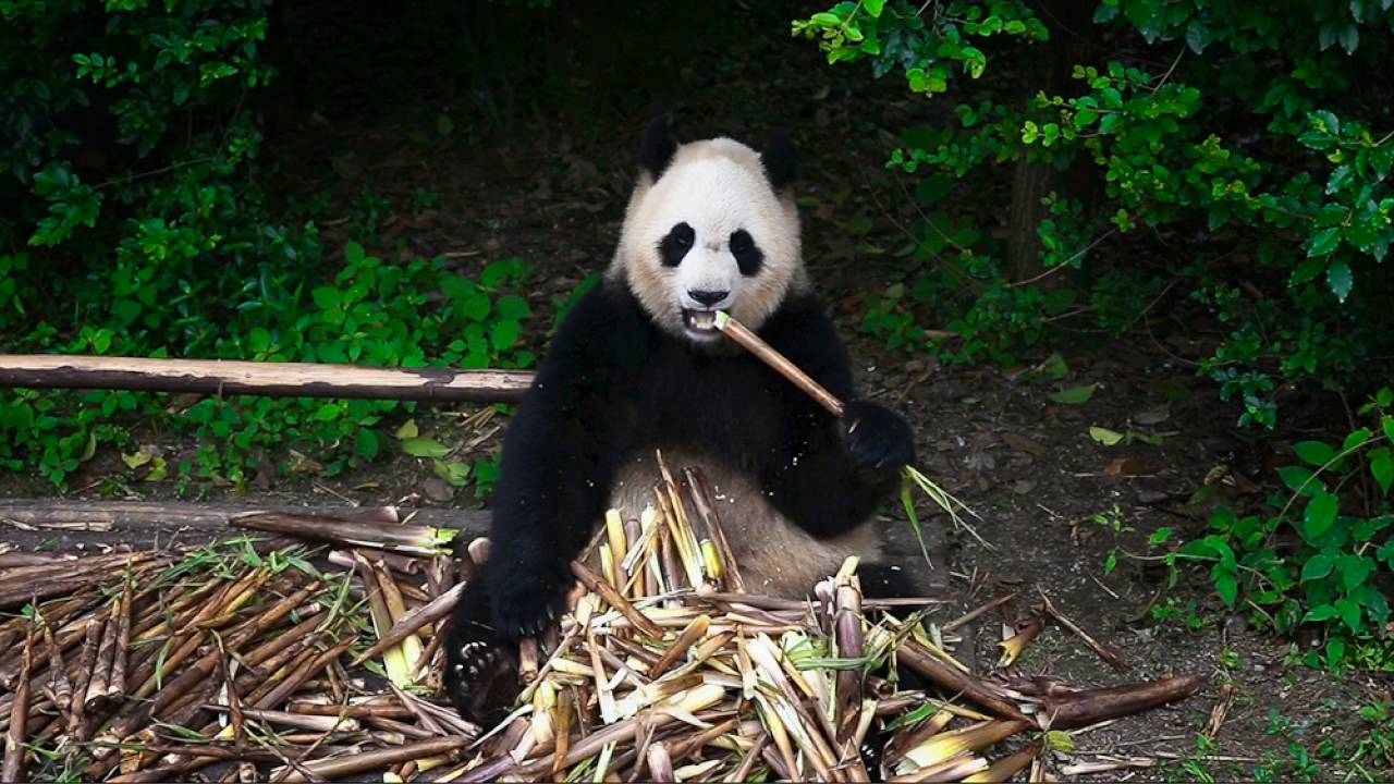 Panda Eating Breakfast - Chengdu Panda Research Base - YouTube