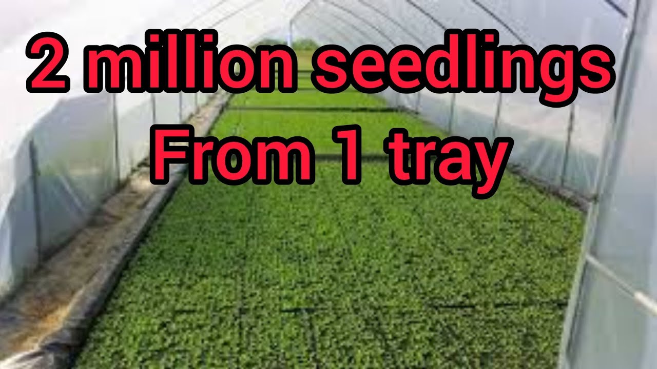 2million seedlings from 1 floating tray. How to plant? Cheap - YouTube