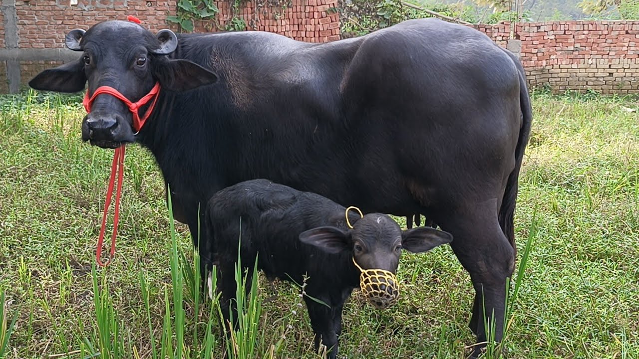 घर की पाली हुई भैंसों को किसी उचित खरीदार व्यक्ति को दिया जाएगा ...