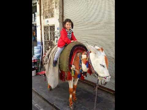 Halasının kuzusu iyiki doğdun iyiki varsın birtanem