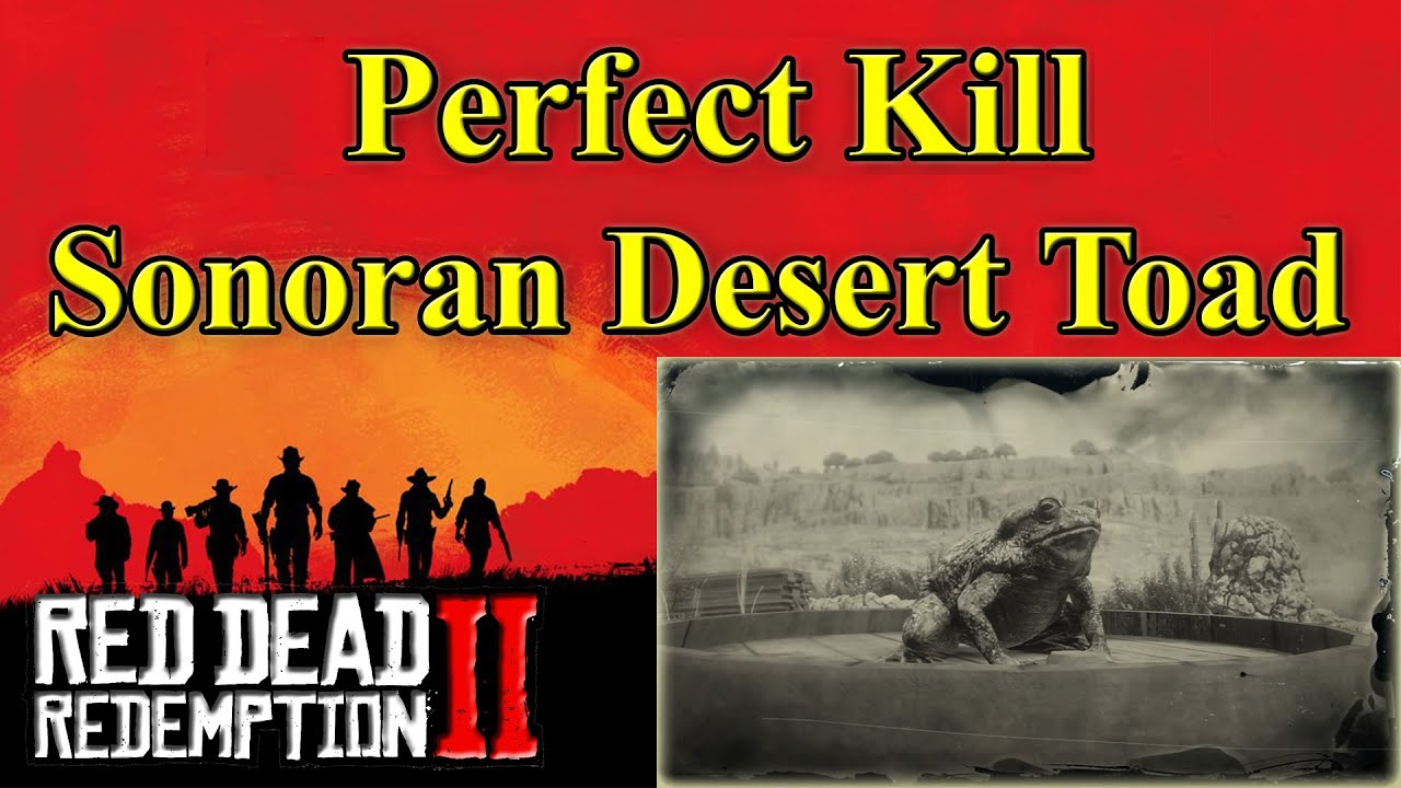 RDR2 Sonoran Desert Toad. How to get a Perfect Kill? - YouTube