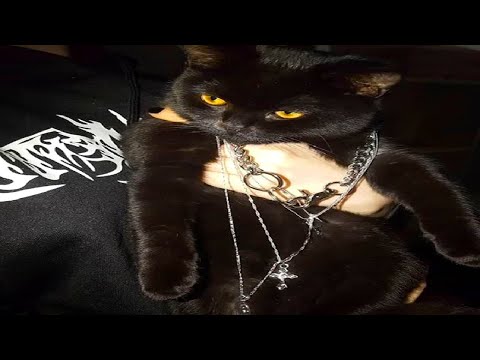 Shadow kittens cause problems