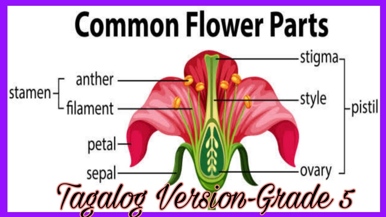 Grade 5 Science Quarter 2 Parts Of A Flower Tagalog Version YouTube grade-5-science-quarter-2-parts-of-a-flower-tagalog-version-youtube