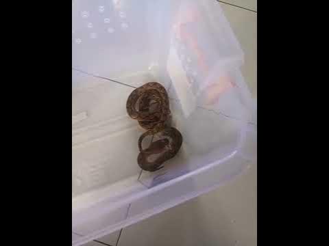 Feeding Time Reticulated Python - YouTube