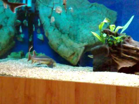 JESETER MALY 2100L AKVARKO 04 - YouTube