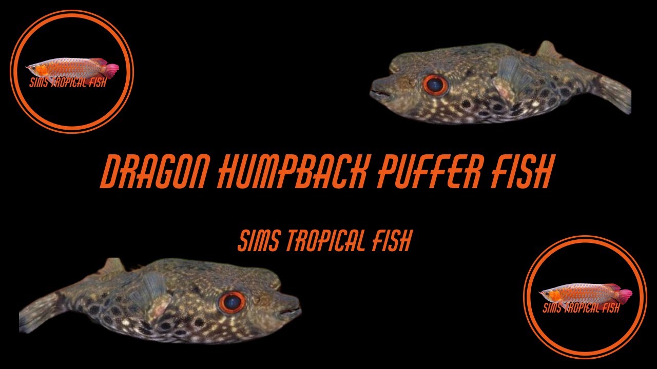 Sims Tropical Fish - Dragon Humpback Puffer Fish - YouTube