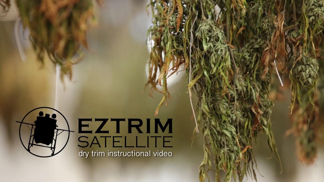 Dry Trimming Buds with the Ez Trim Bud Trimmer - YouTube
